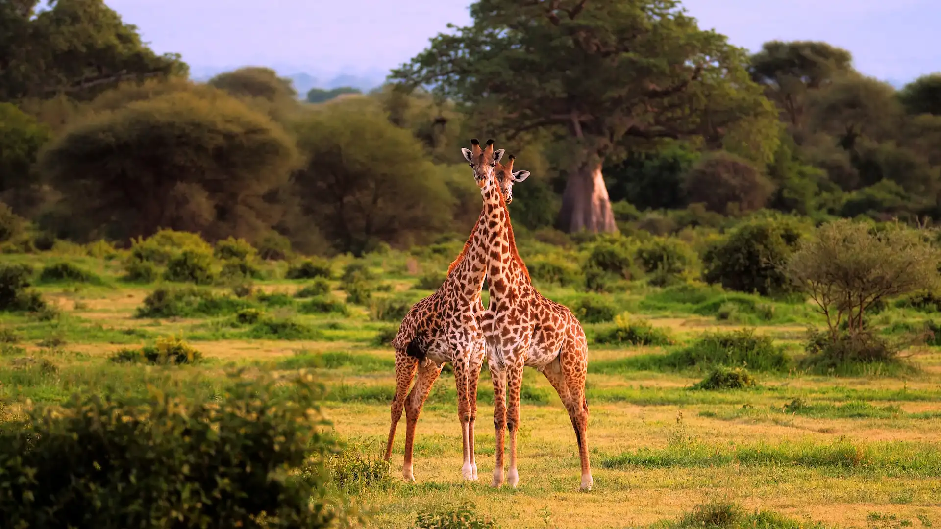 Blue Giraffe SA: Tours, Transfers and Safaris in Mpumalanga